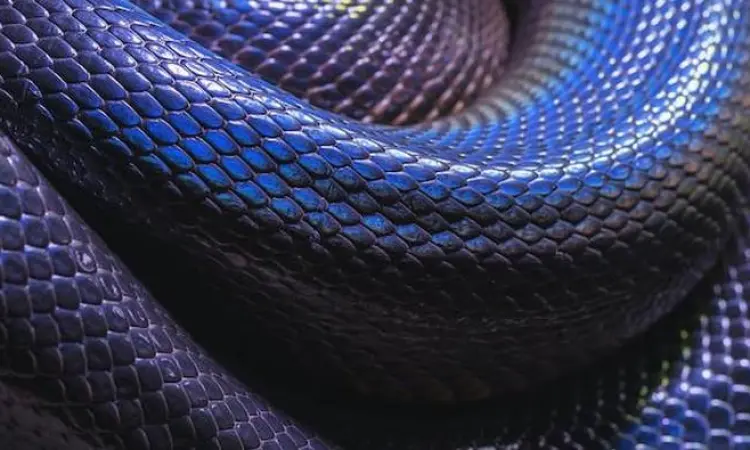 Dalam Islam, Dua Jenis Ular Ini Dianjurkan untuk Dibunuh