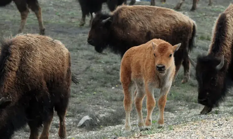 Bison Kembali Jelajahi Padang Rumput Illinois Setelah 2 Abad